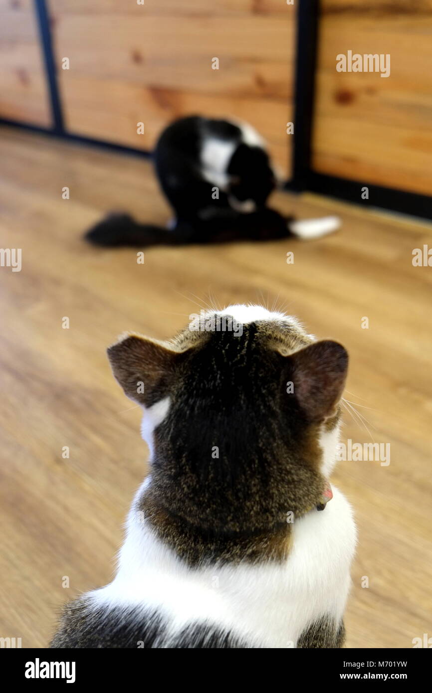 Black cat snoozing hi-res stock photography and images - Alamy