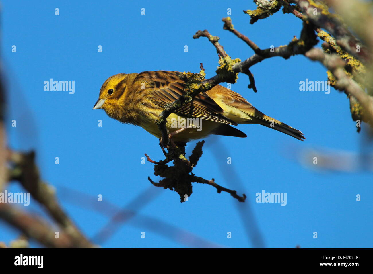 Yellow hammer bird hi-res stock photography and images - Alamy