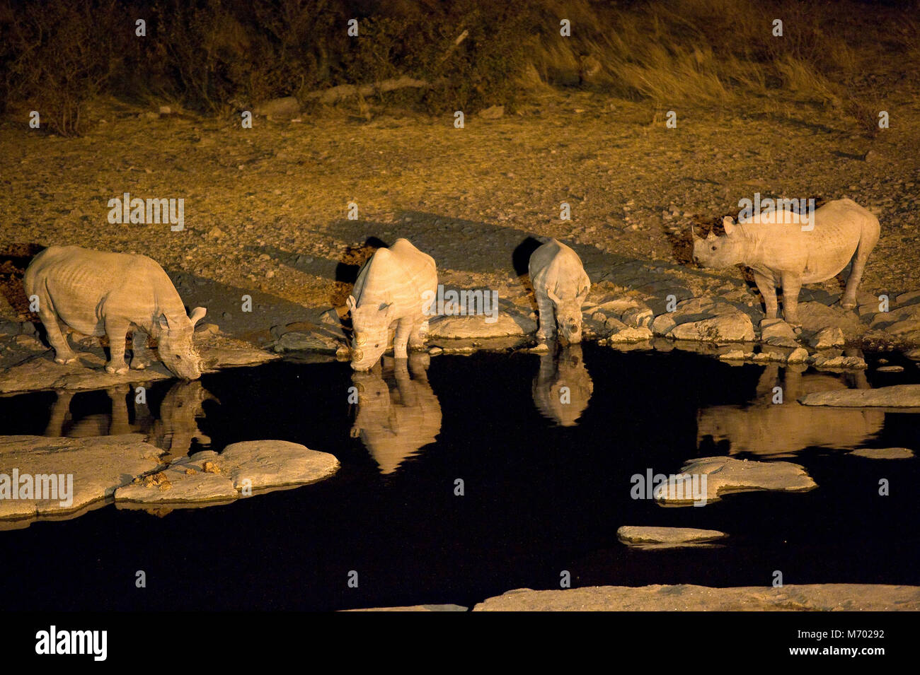 Rhinos at night at Moringa waterhole, Halali Camp, Etosha National Park ...