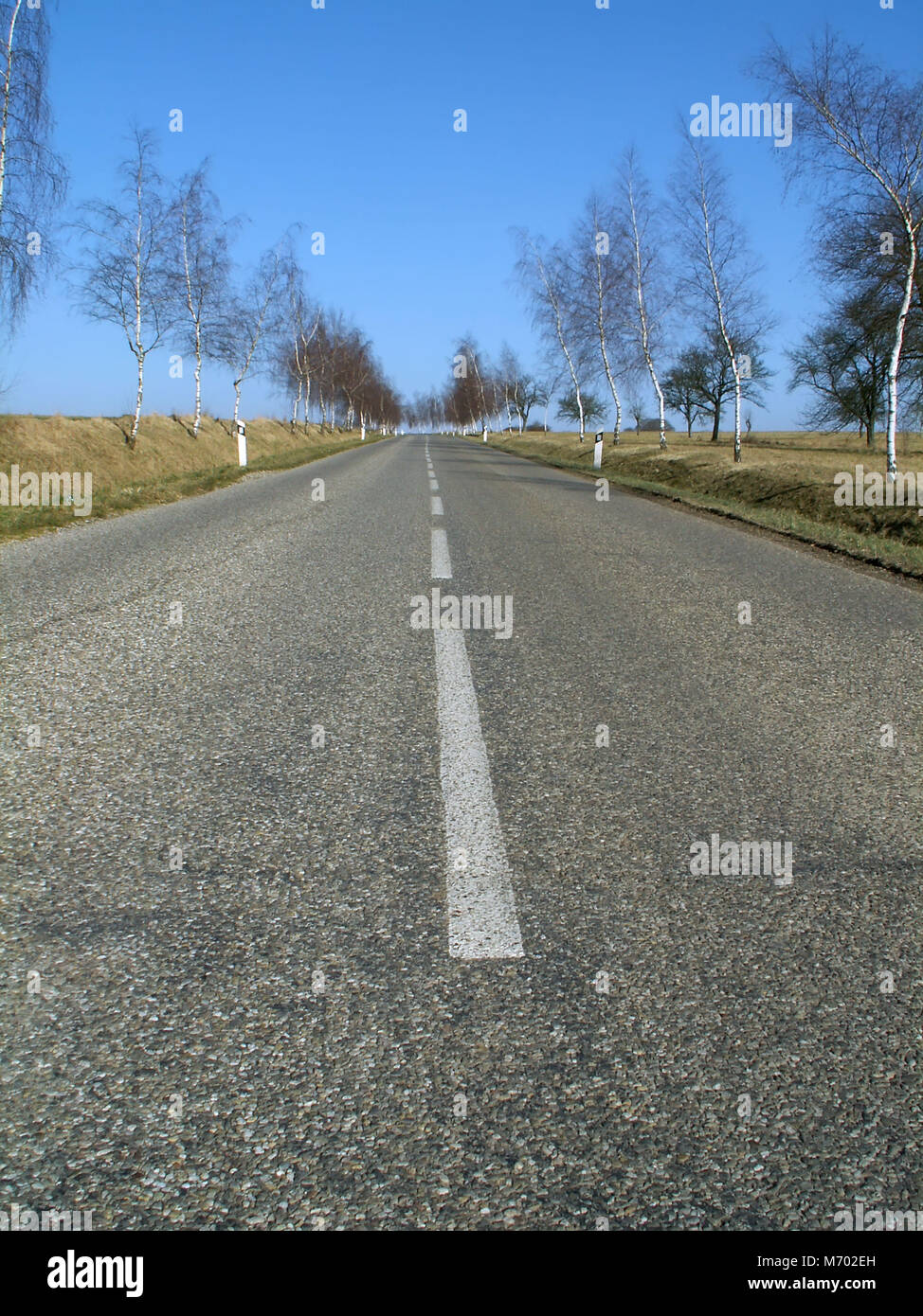 the road and birch Stock Photo - Alamy