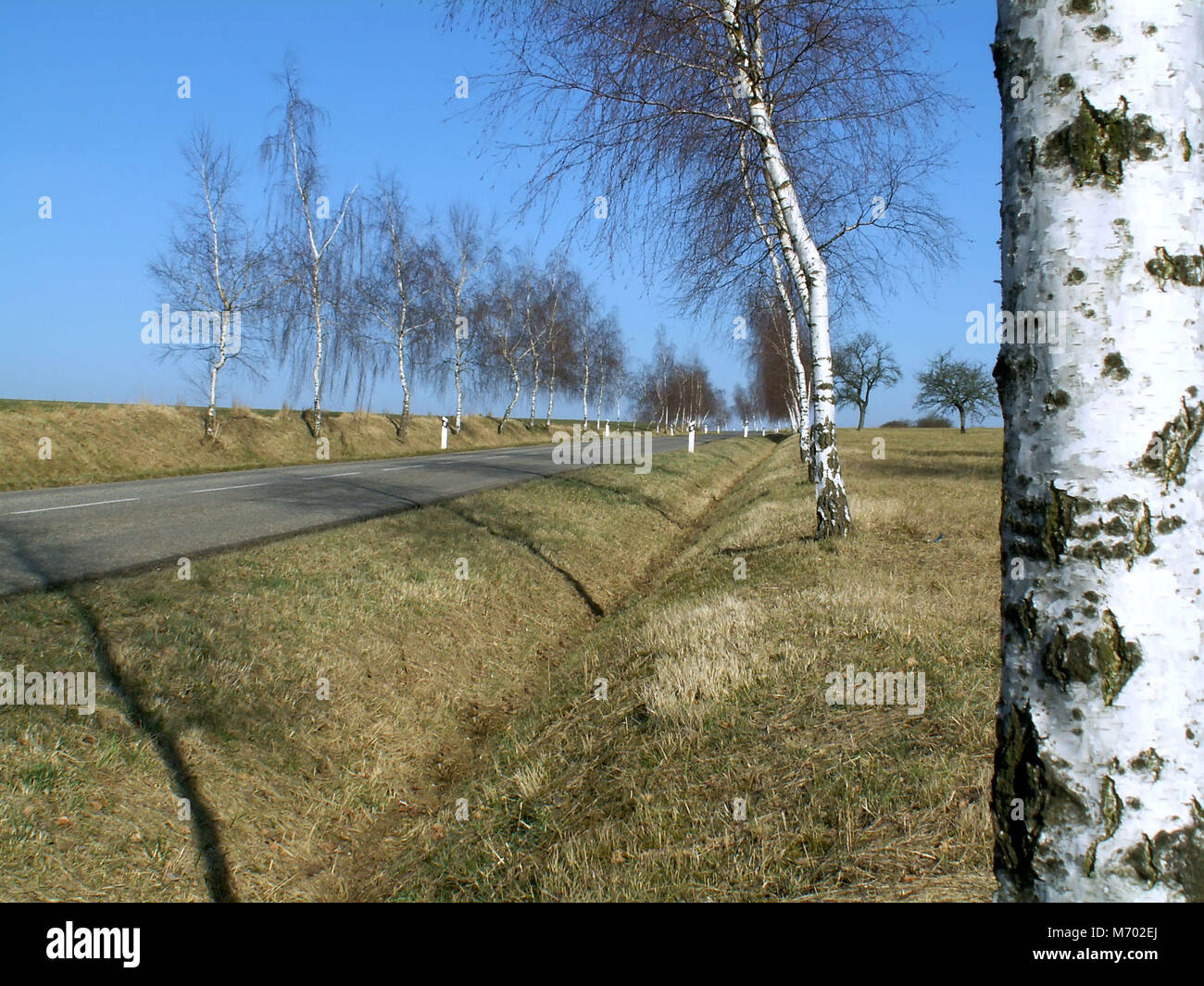 the road and birch Stock Photo - Alamy