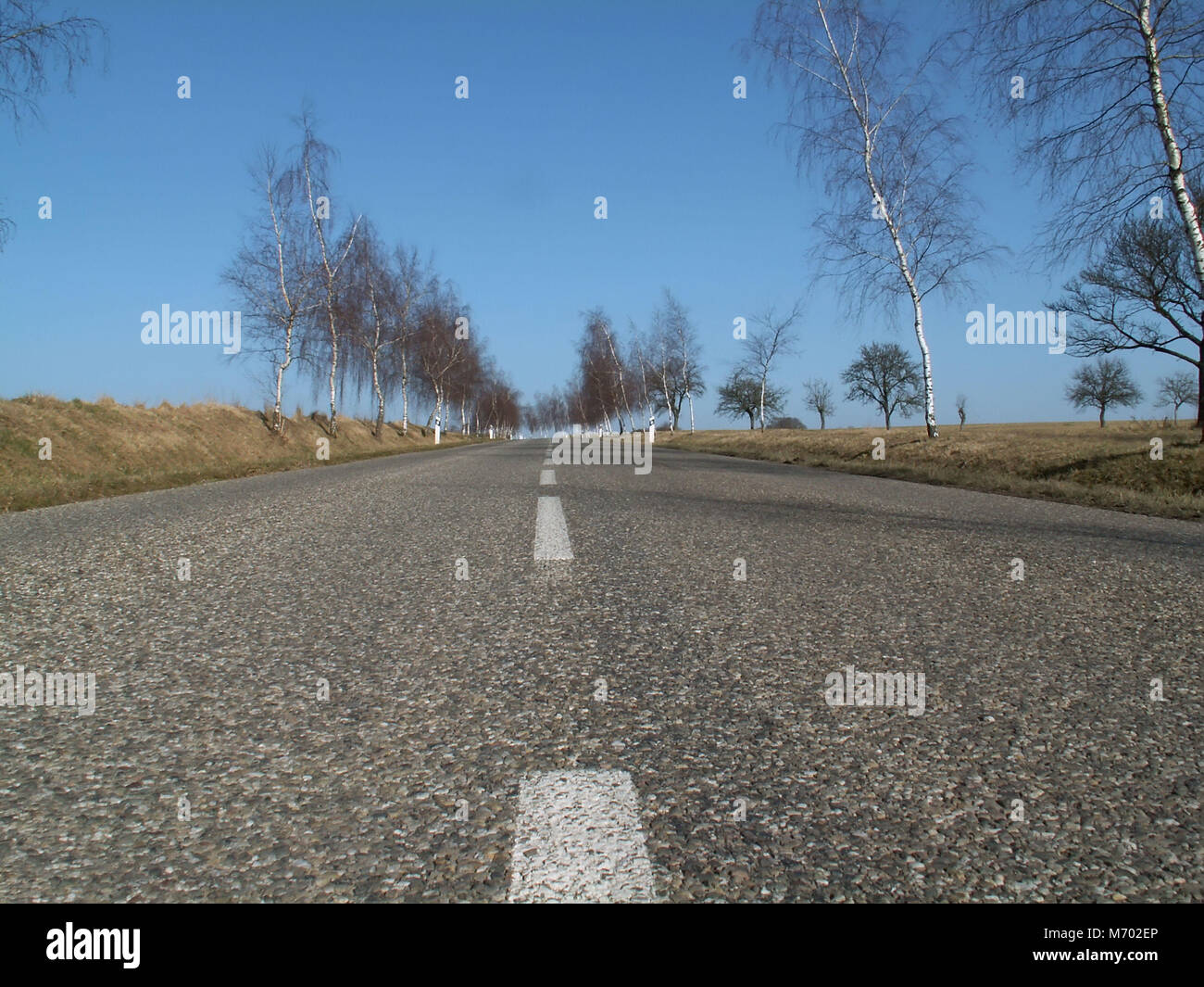 the road and birch Stock Photo - Alamy
