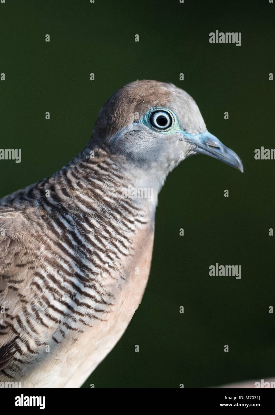 The zebra dove (Geopelia striata) also known as barred ground dove, is ...