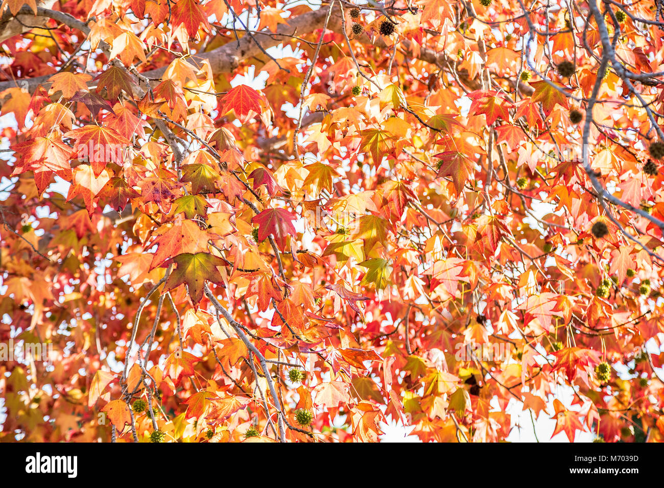 American Sweetgum Tree High Resolution Stock Photography and Images - Alamy