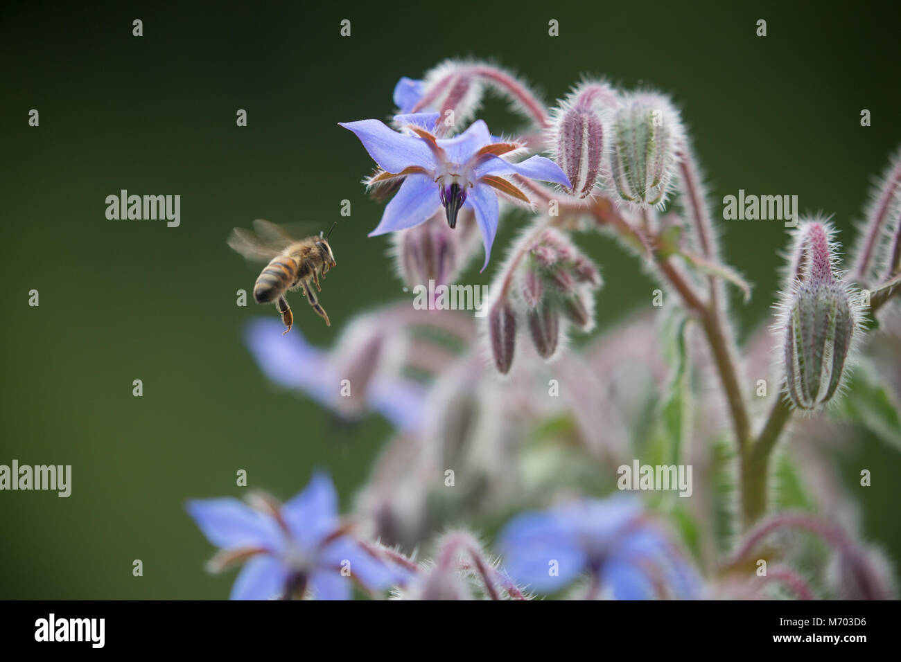 Bee pollinating borage in a garden, Milborne Port, Somerset, England ...