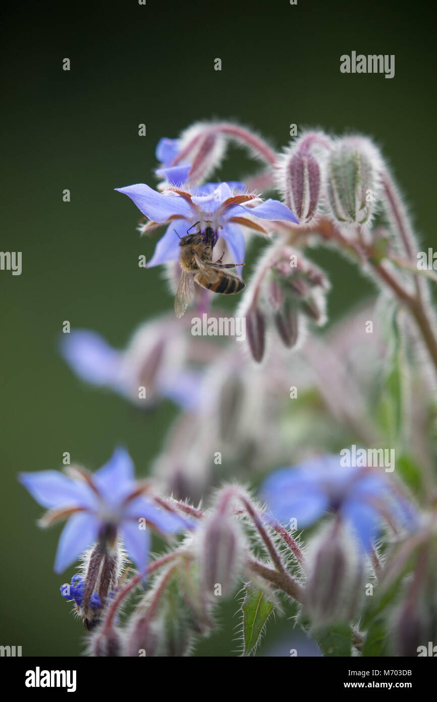 Pollinating hi-res stock photography and images - Alamy