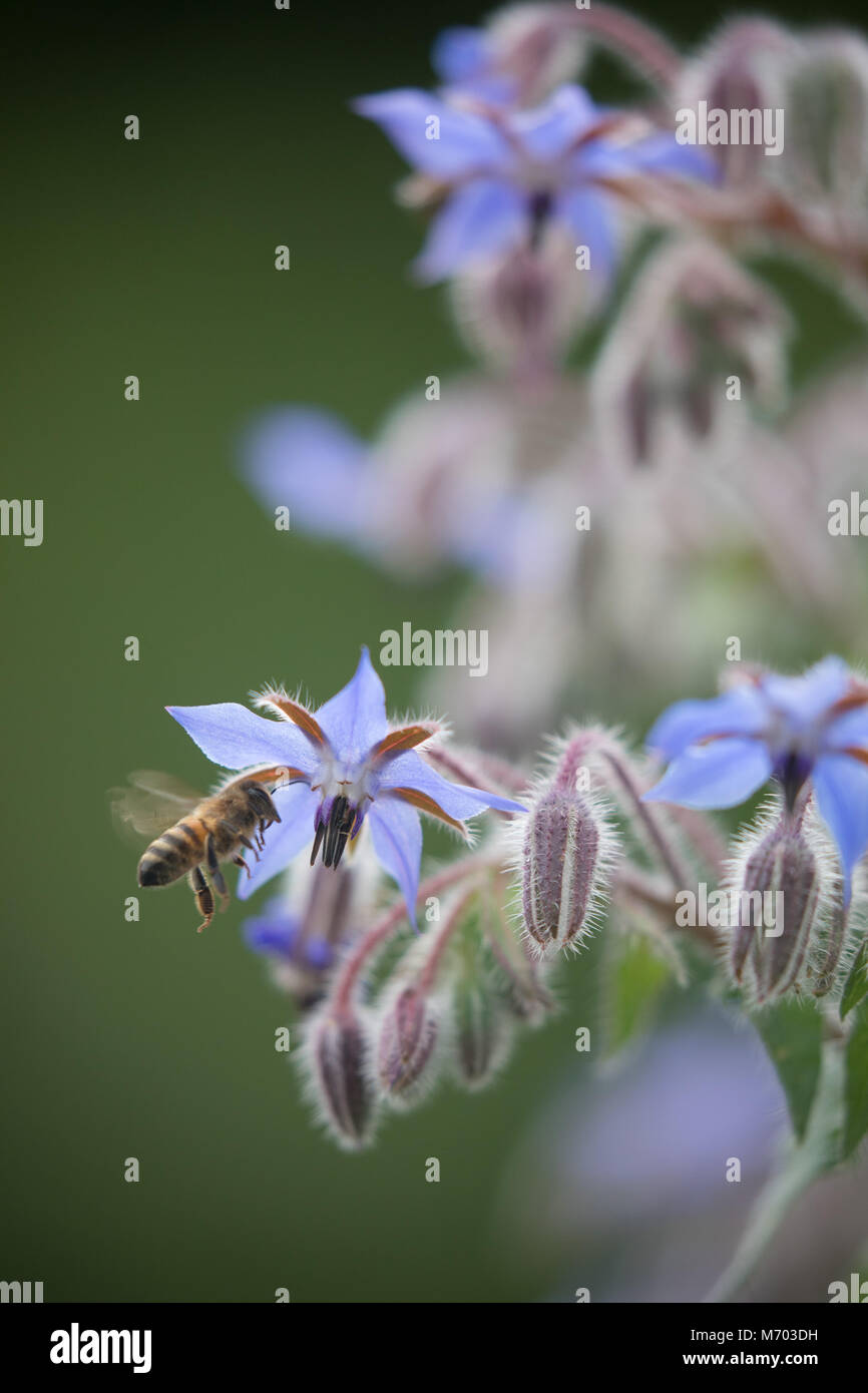 Bee pollinating borage in a garden, Milborne Port, Somerset, England ...