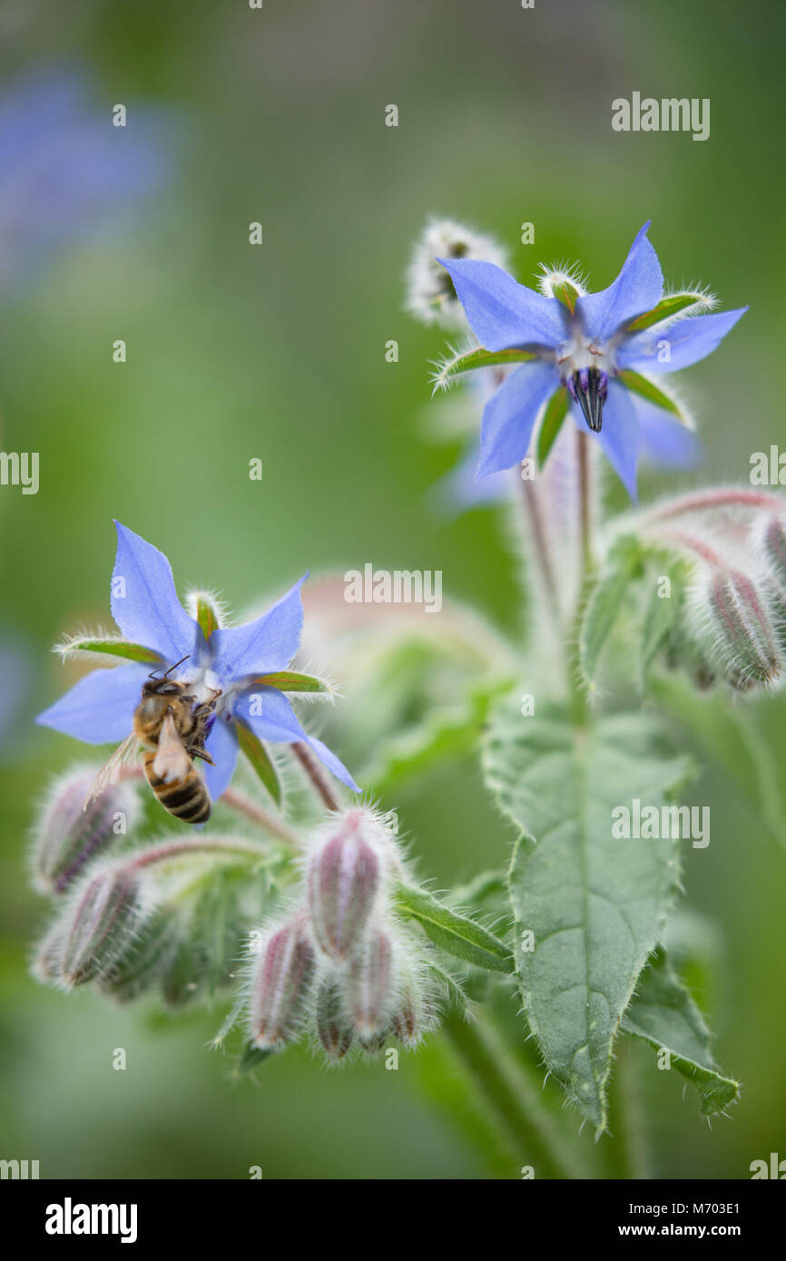 Bee pollinating borage in a garden, Milborne Port, Somerset, England ...
