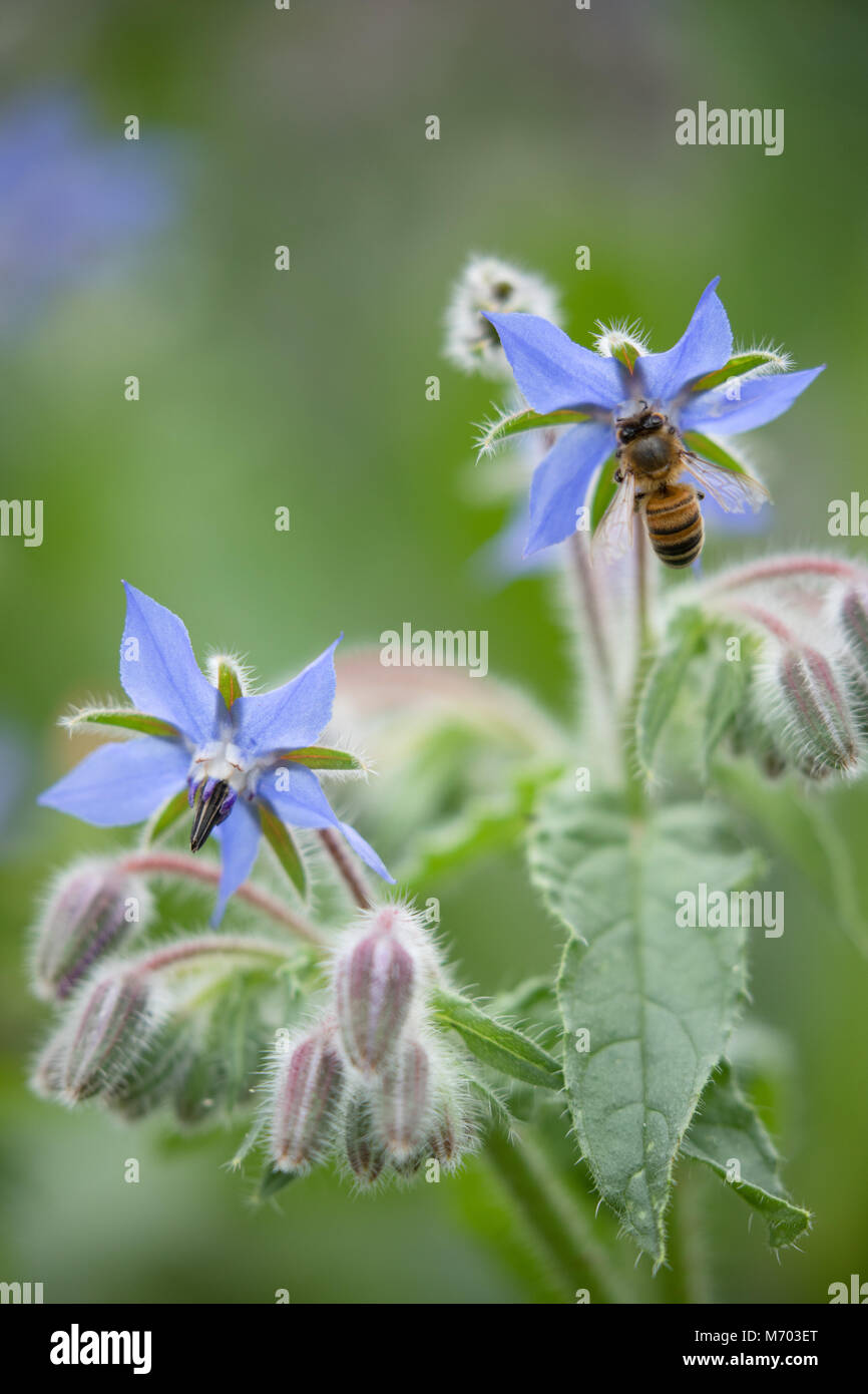Bee pollinating borage in a garden, Milborne Port, Somerset, England ...