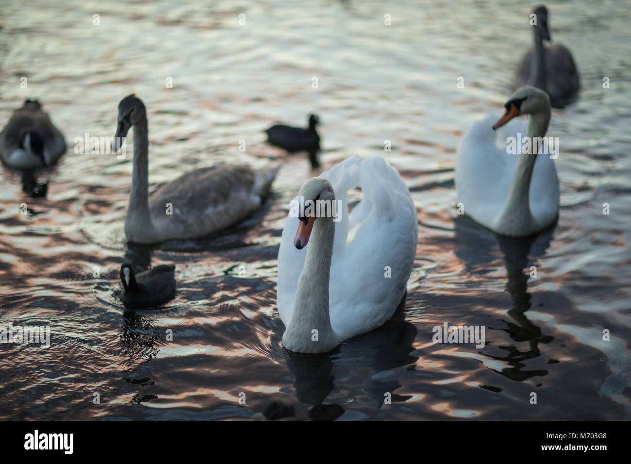 Swans on the Round Pound in Hyde Park at dusk, London, England, UK ...