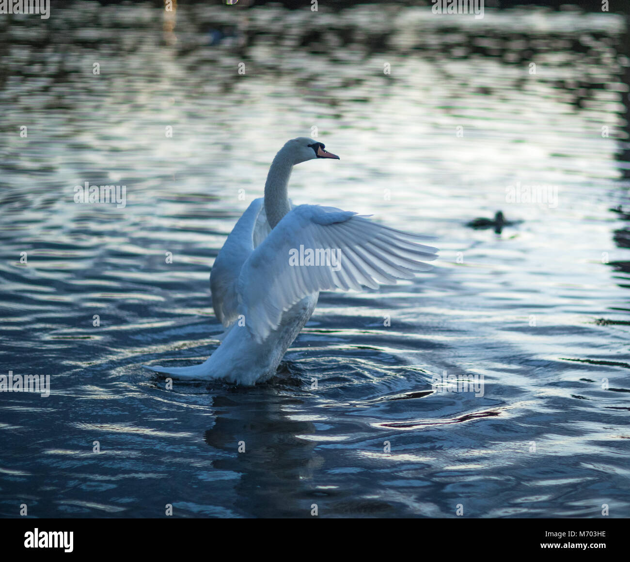A swan on the Round Pound in Hyde Park at dusk, London, England, UK ...