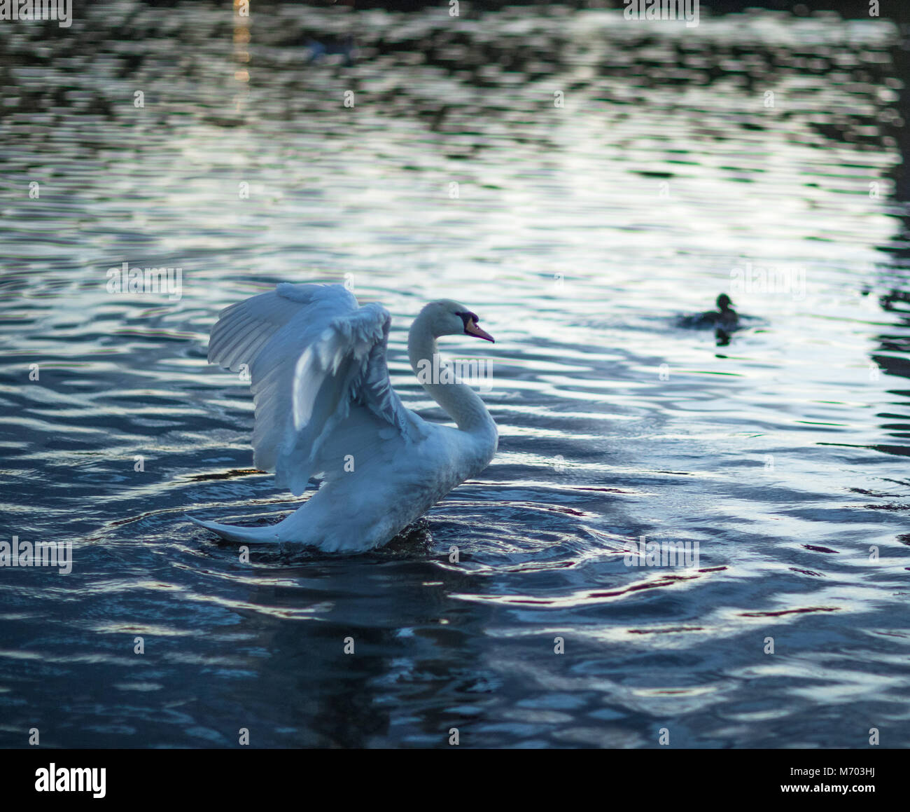 A swan on the Round Pound in Hyde Park at dusk, London, England, UK ...