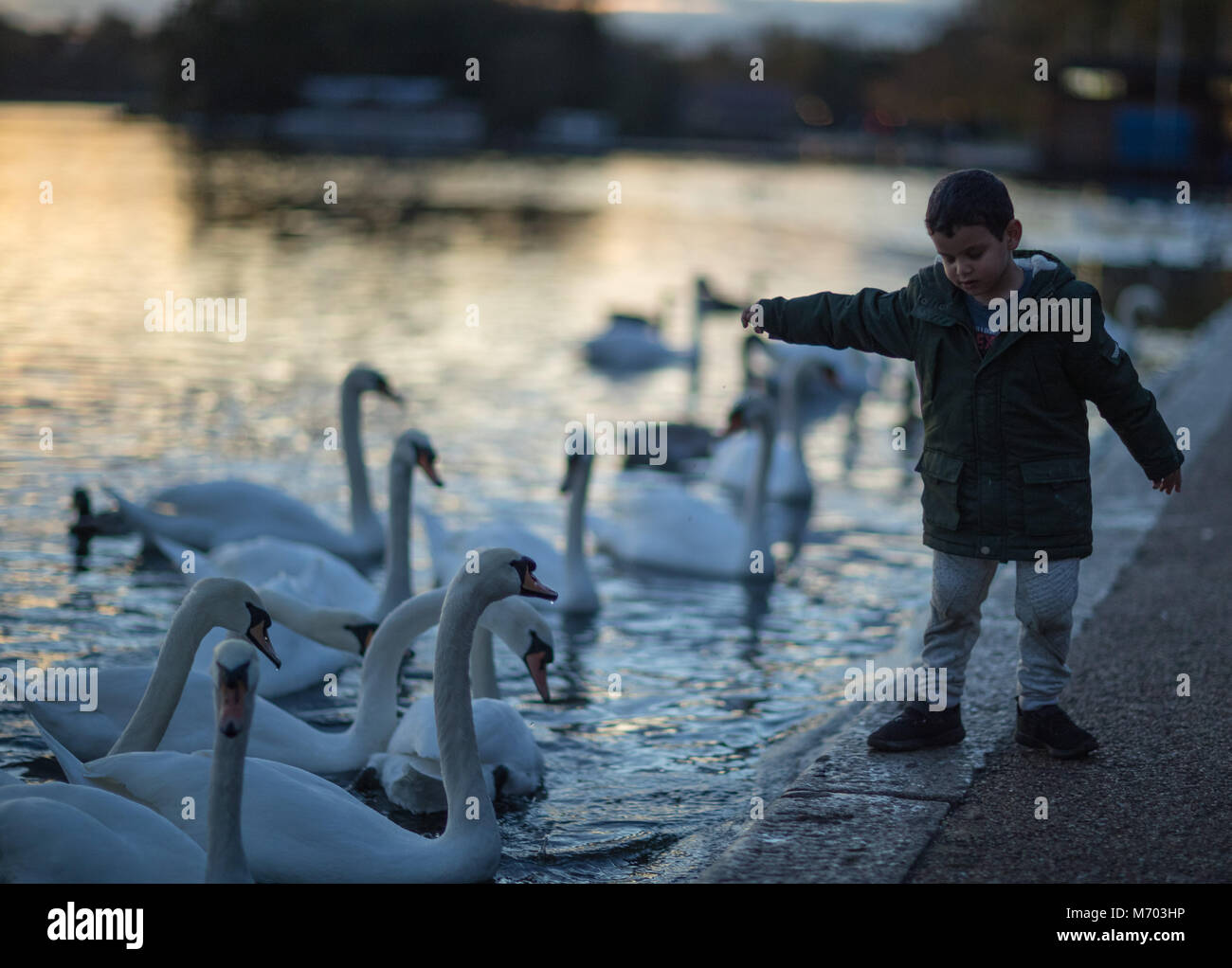 a boy feeding the swans on the Round Pound in Hyde Park at dusk, London ...