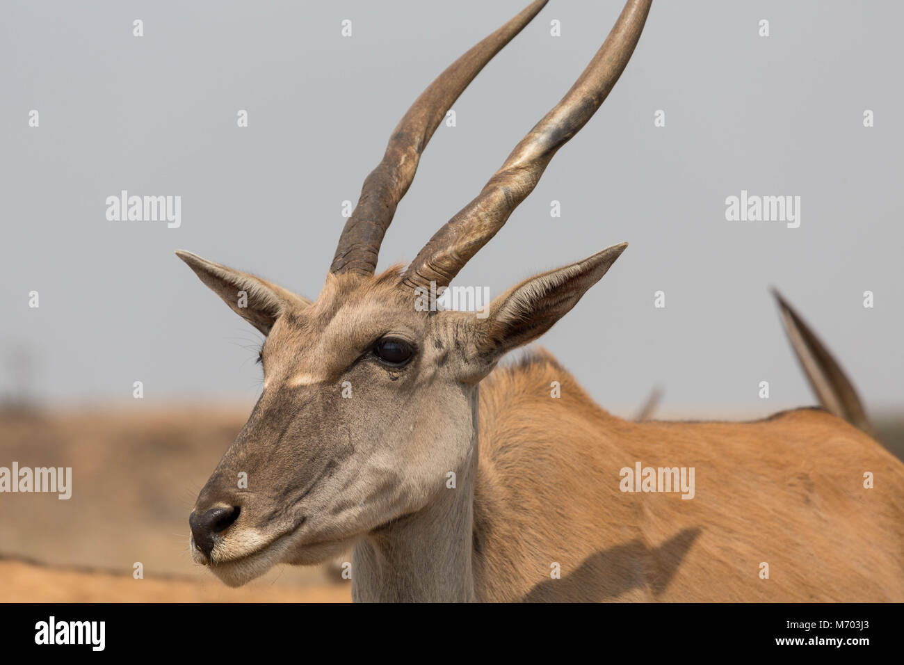 Cape eland hi-res stock photography and images - Alamy