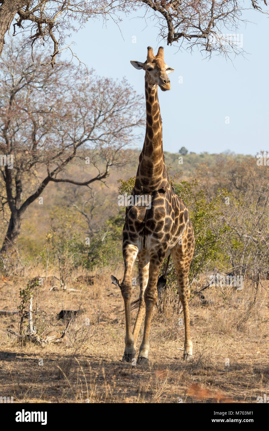 Giraffe neck fight hi-res stock photography and images - Alamy