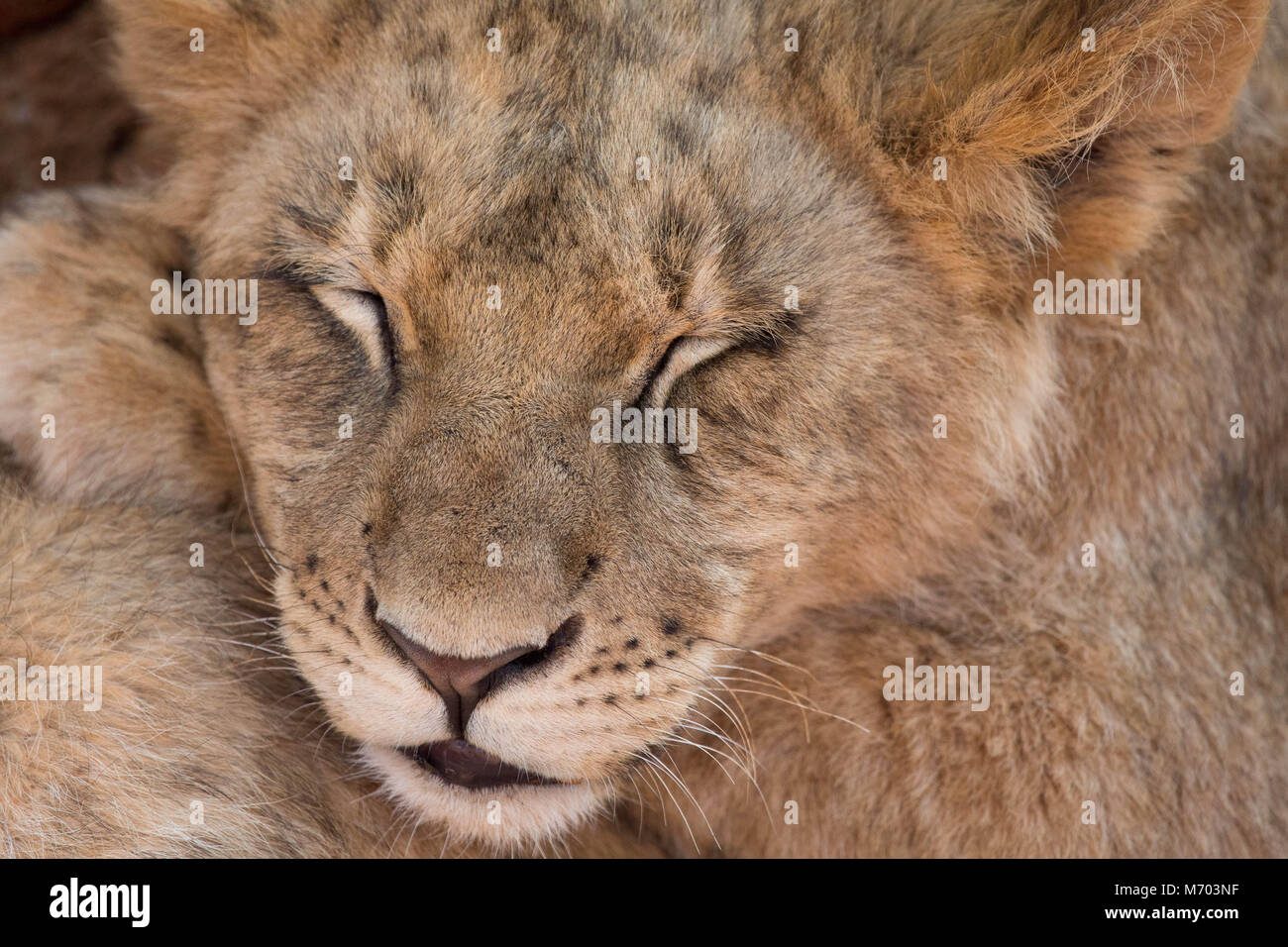 Lion cub sleeping Stock Photo - Alamy
