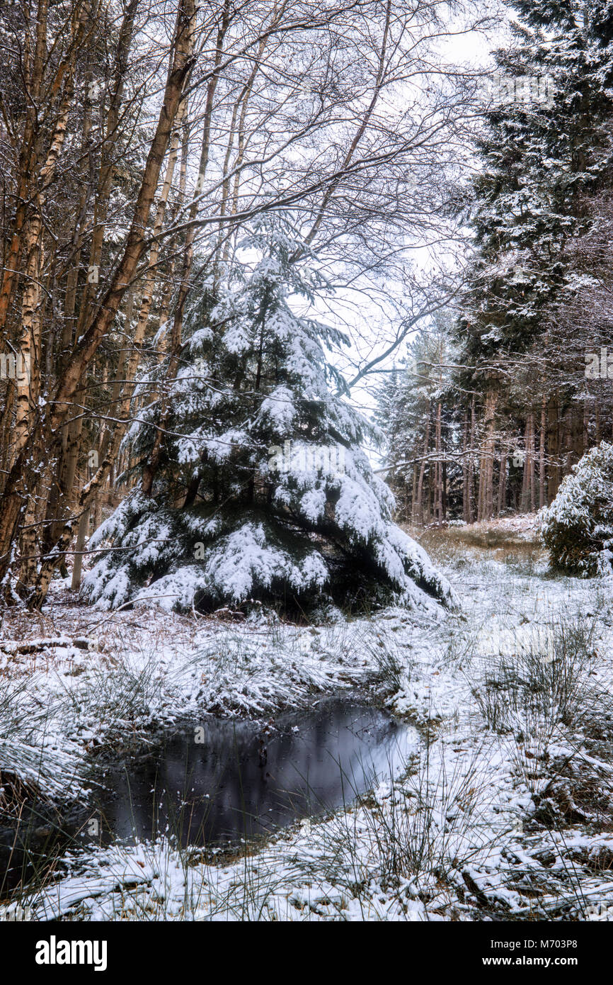 Snow covered trees in a forest of Norfolk in England Stock Photo - Alamy