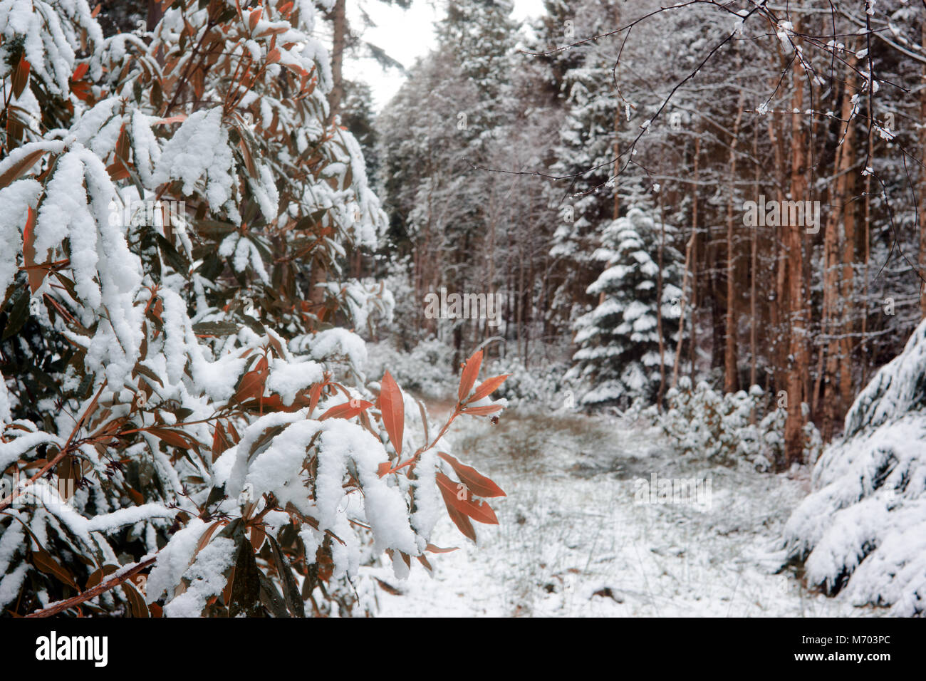 Snow covered trees in a forest of Norfolk in England Stock Photo - Alamy