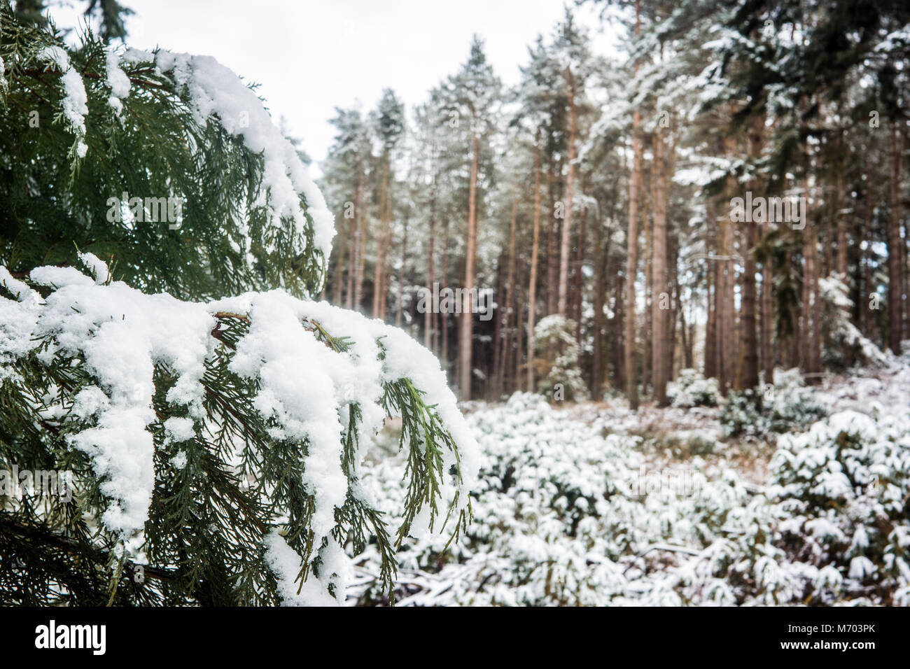 Snow covered trees in a forest of Norfolk in England Stock Photo - Alamy