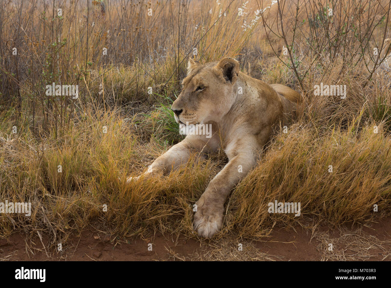 Lioness having rest Stock Photo - Alamy