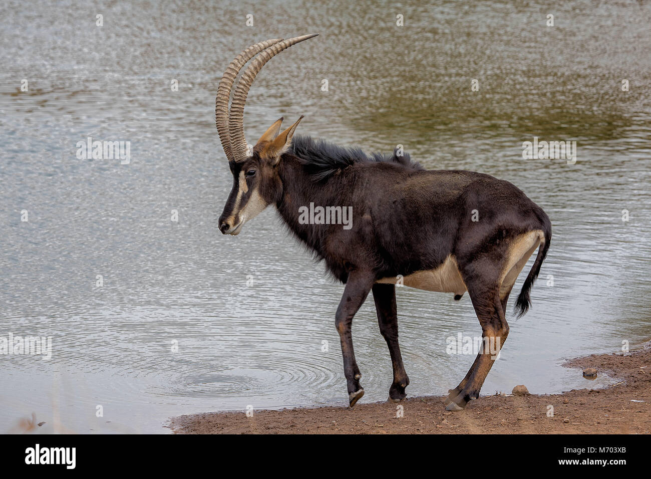 Sable antelope near a water hole Stock Photo - Alamy
