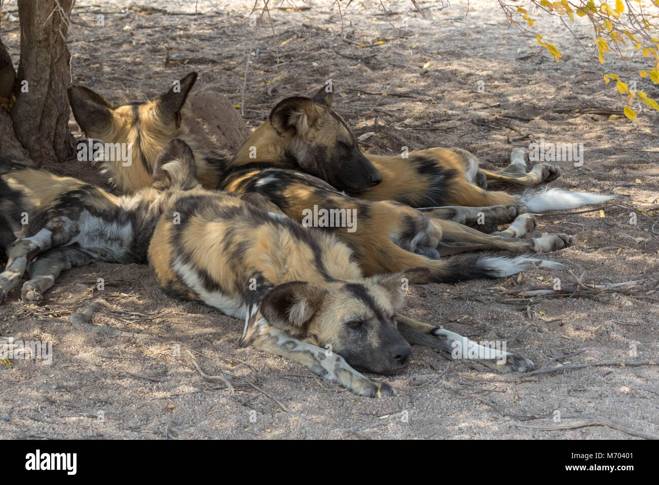 Wild dogs having rest Stock Photo - Alamy