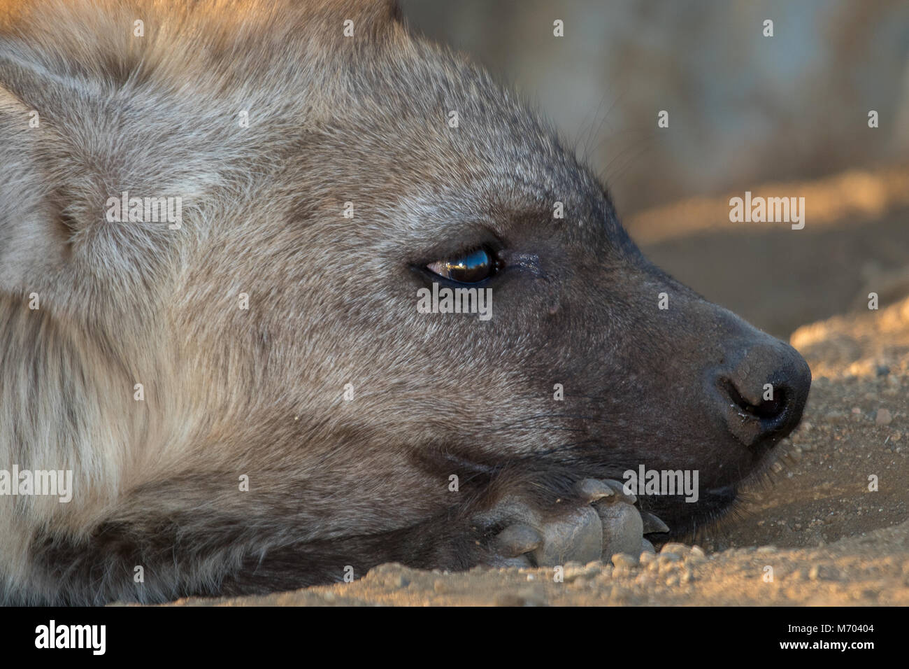 Young Hyena having rest Stock Photo - Alamy