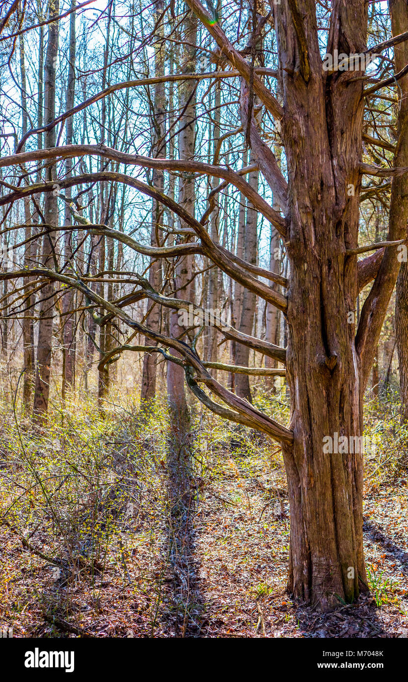 Sprawling tree with wild branches Stock Photo - Alamy
