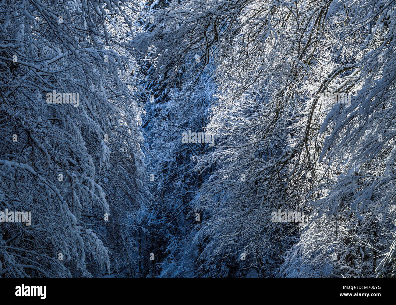 Narrow branches hi-res stock photography and images - Alamy