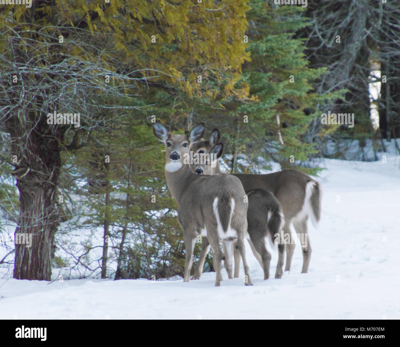 Three cedar trees hi-res stock photography and images - Alamy