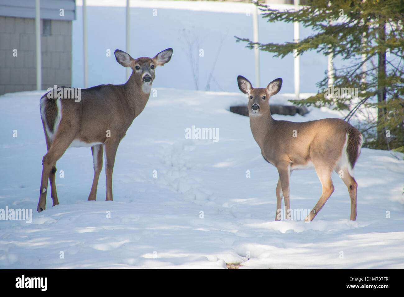 Mule Deer Doe Vs Whitetail Doe
