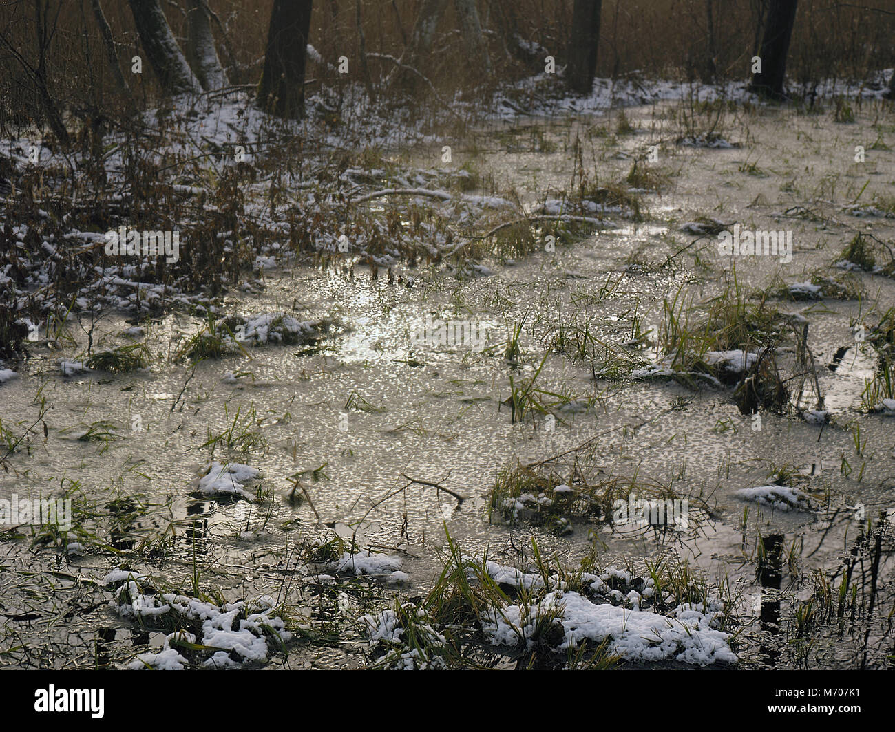 Waterlogged forest in twilight, autumn scene, focus in the foreground ...