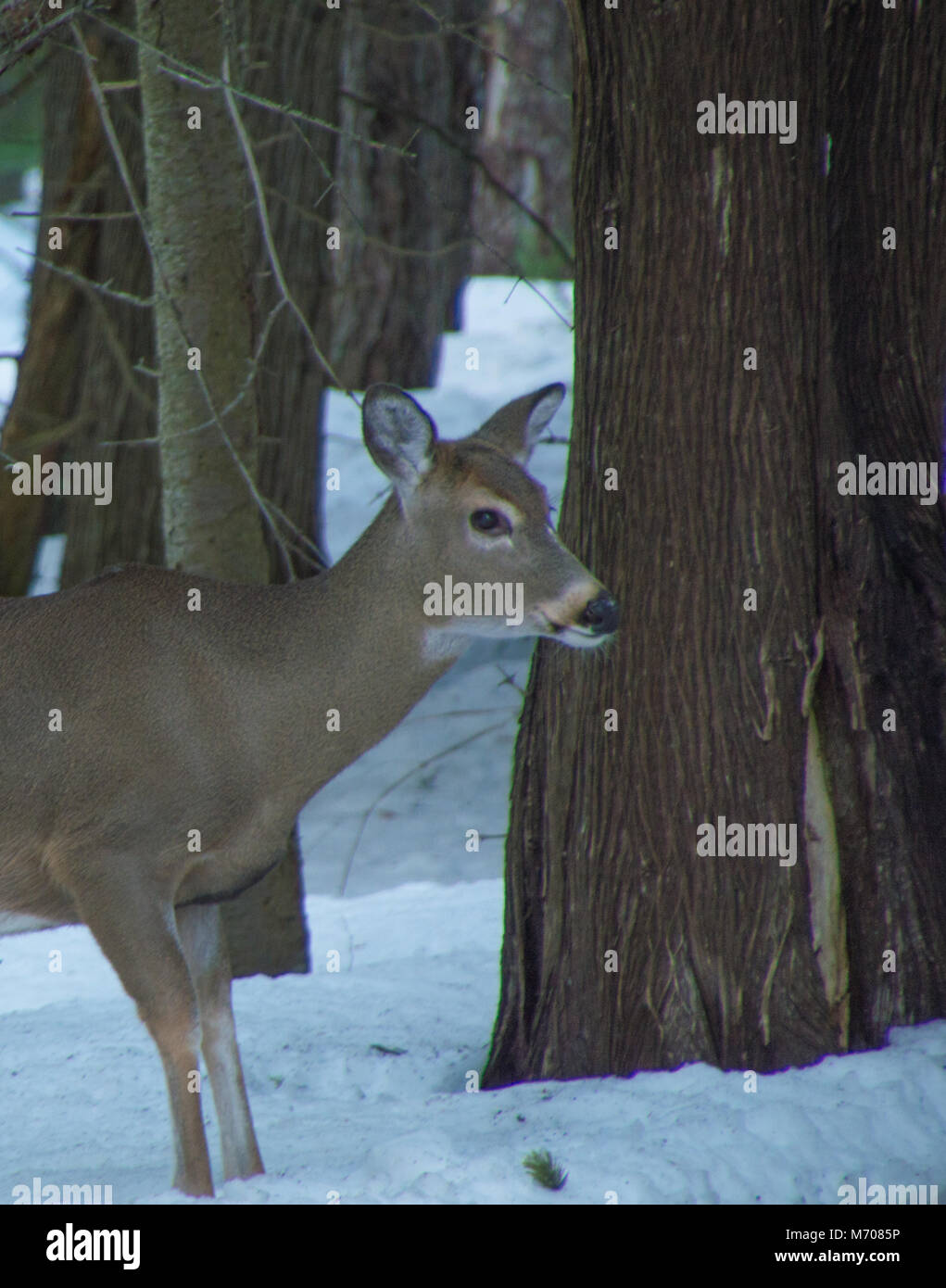 White tailed deer by cedar trees in winter with snow, looking at camera ...