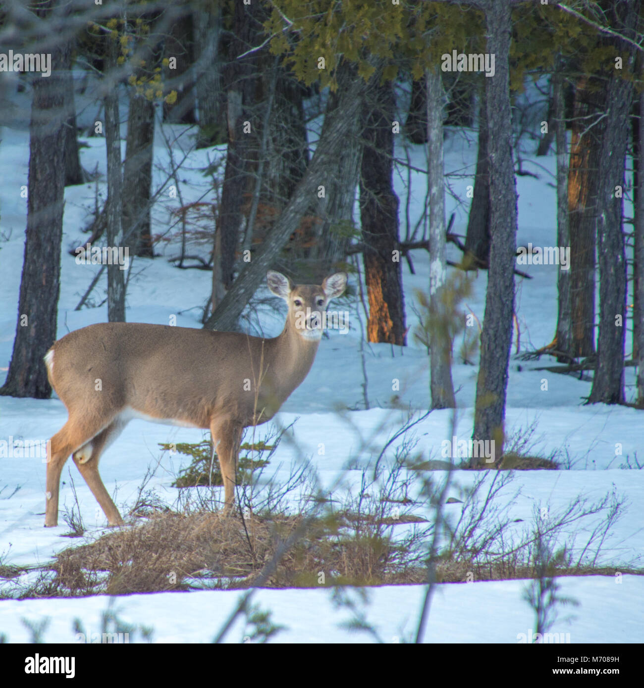 White tailed deer by cedar trees in winter with snow, looking at camera ...