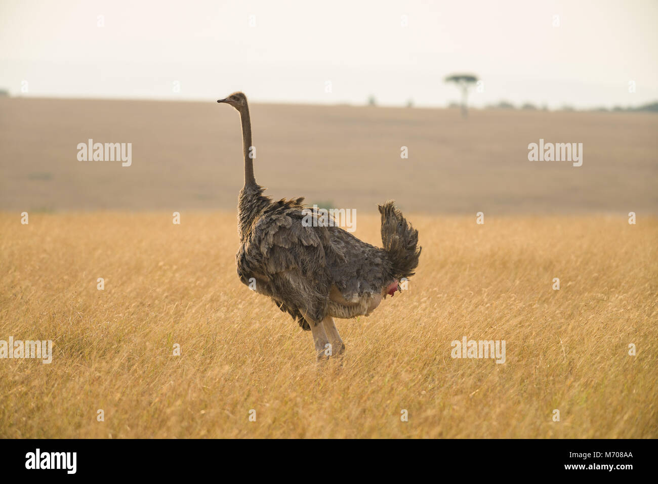 A female ostrich or common ostrich (Struthio camelus) standing in dry ...
