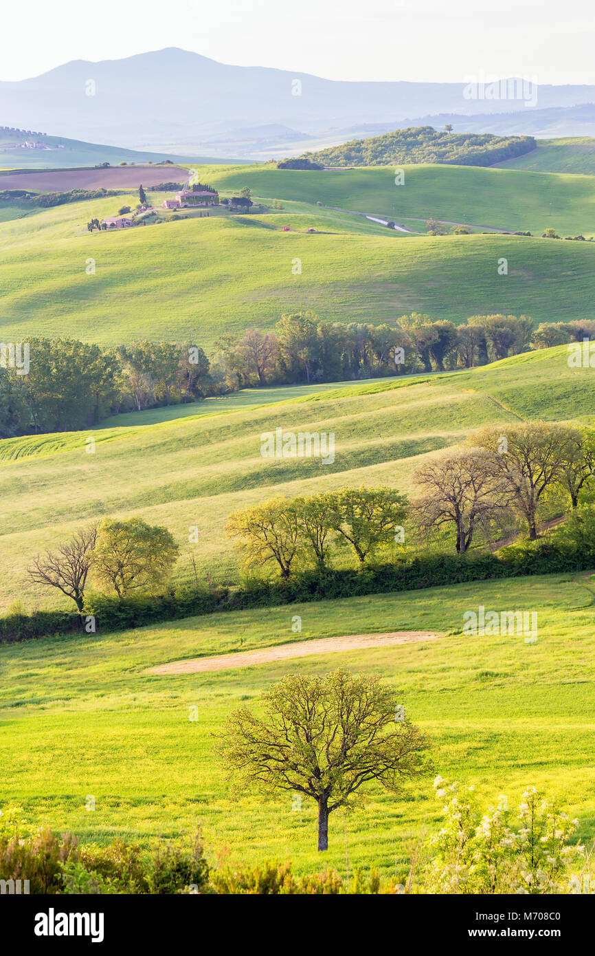Deciduous trees in a rolling landscape Stock Photo - Alamy