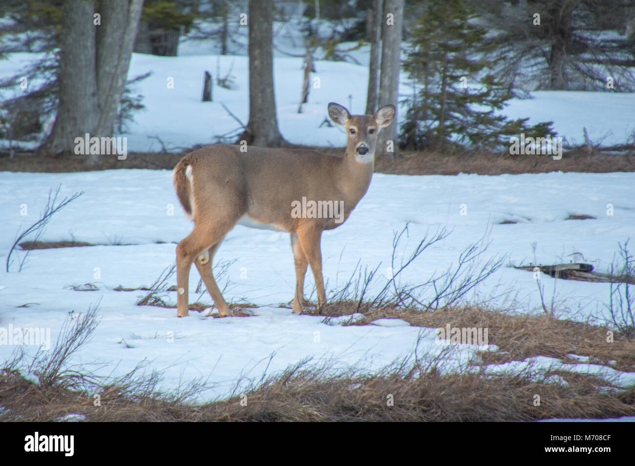 White tailed deer by cedar trees in winter with snow, looking at camera ...