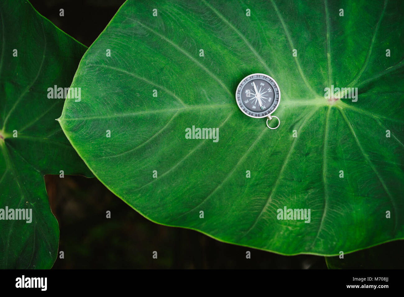 Orientation concept - Analogical Compass laying on the huge deep green ...