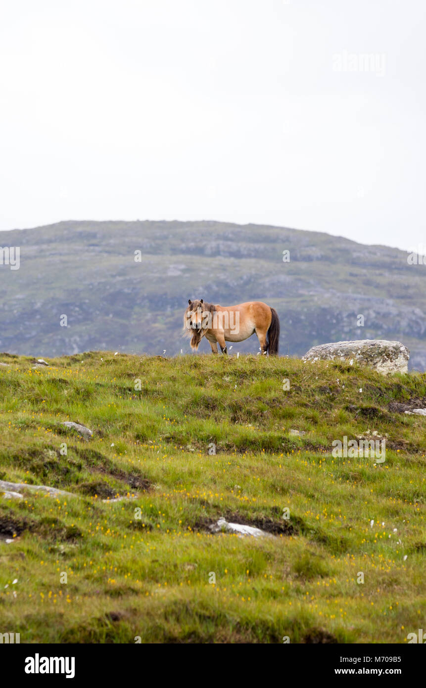 Wild ponies on the hills at Lochdruidibeg, Isle of South Uist, Outer ...