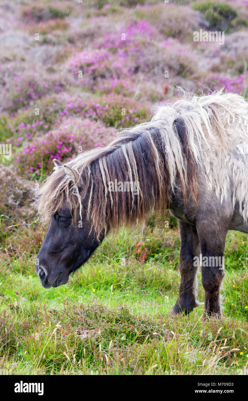 Wild ponies on the hills at Lochdruidibeg, Isle of South Uist, Outer ...