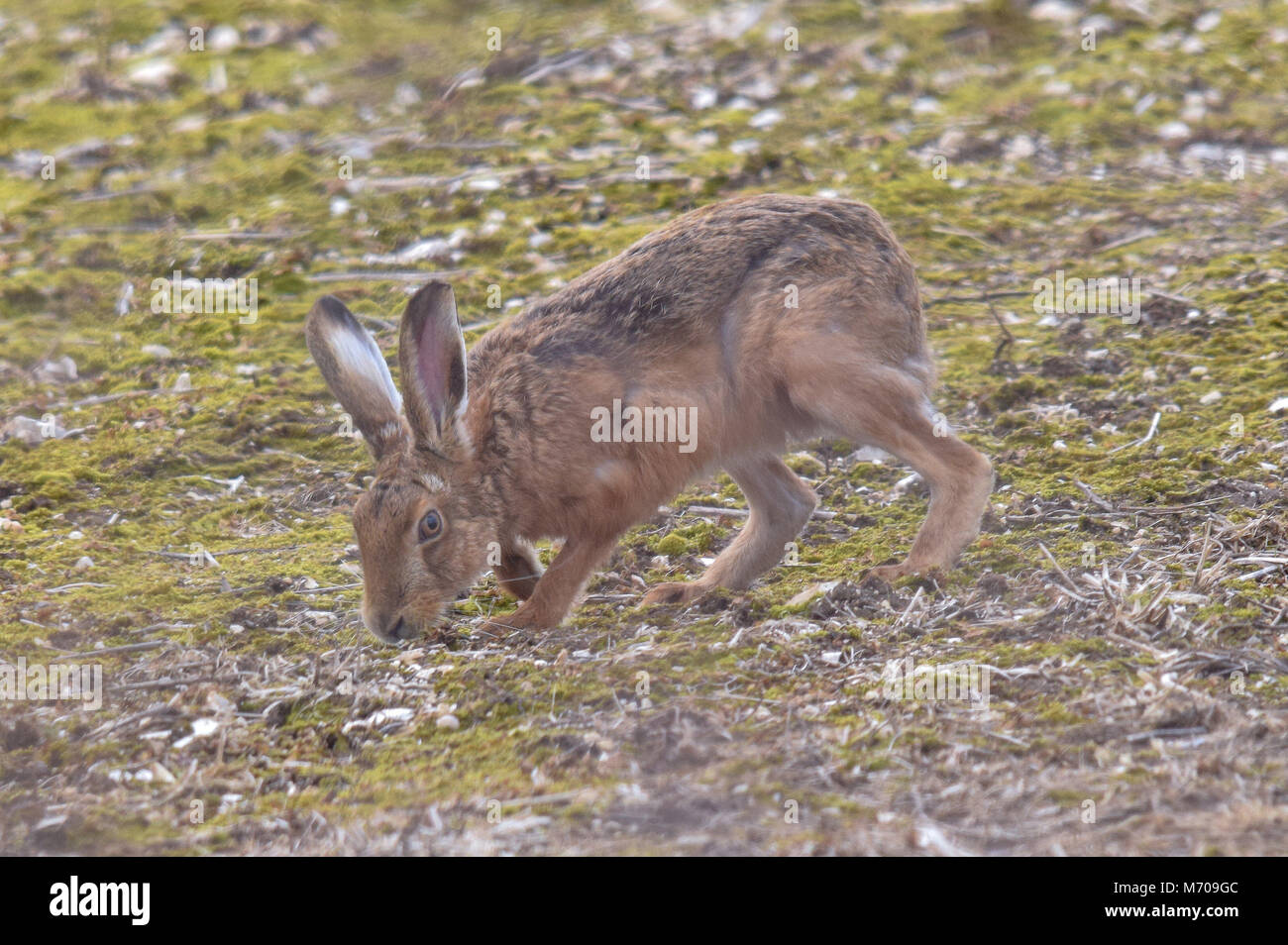 Hare eating hi-res stock photography and images - Alamy