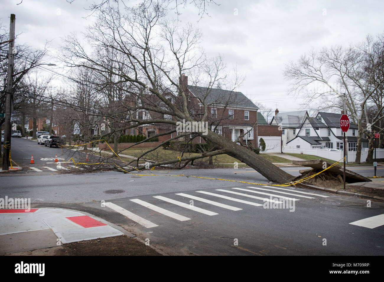 A large London Plane tree that was blown over during a March Nor'Easter ...