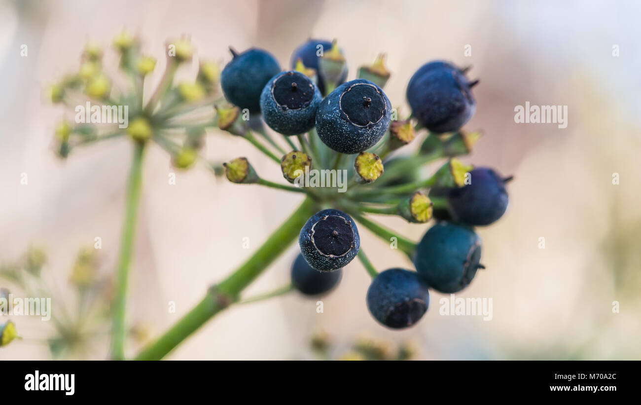 Up close shot hedera helix hi-res stock photography and images - Alamy