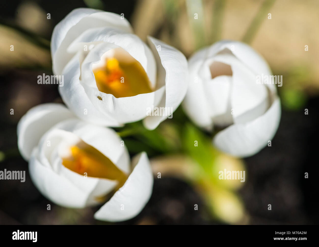 Crocus chrysanthus 'ard schenk' hi-res stock photography and images - Alamy