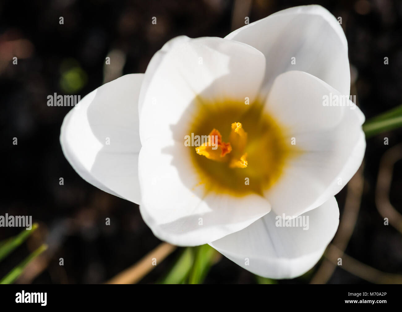 A macro shot looking inside a white crocus bloom Stock Photo - Alamy