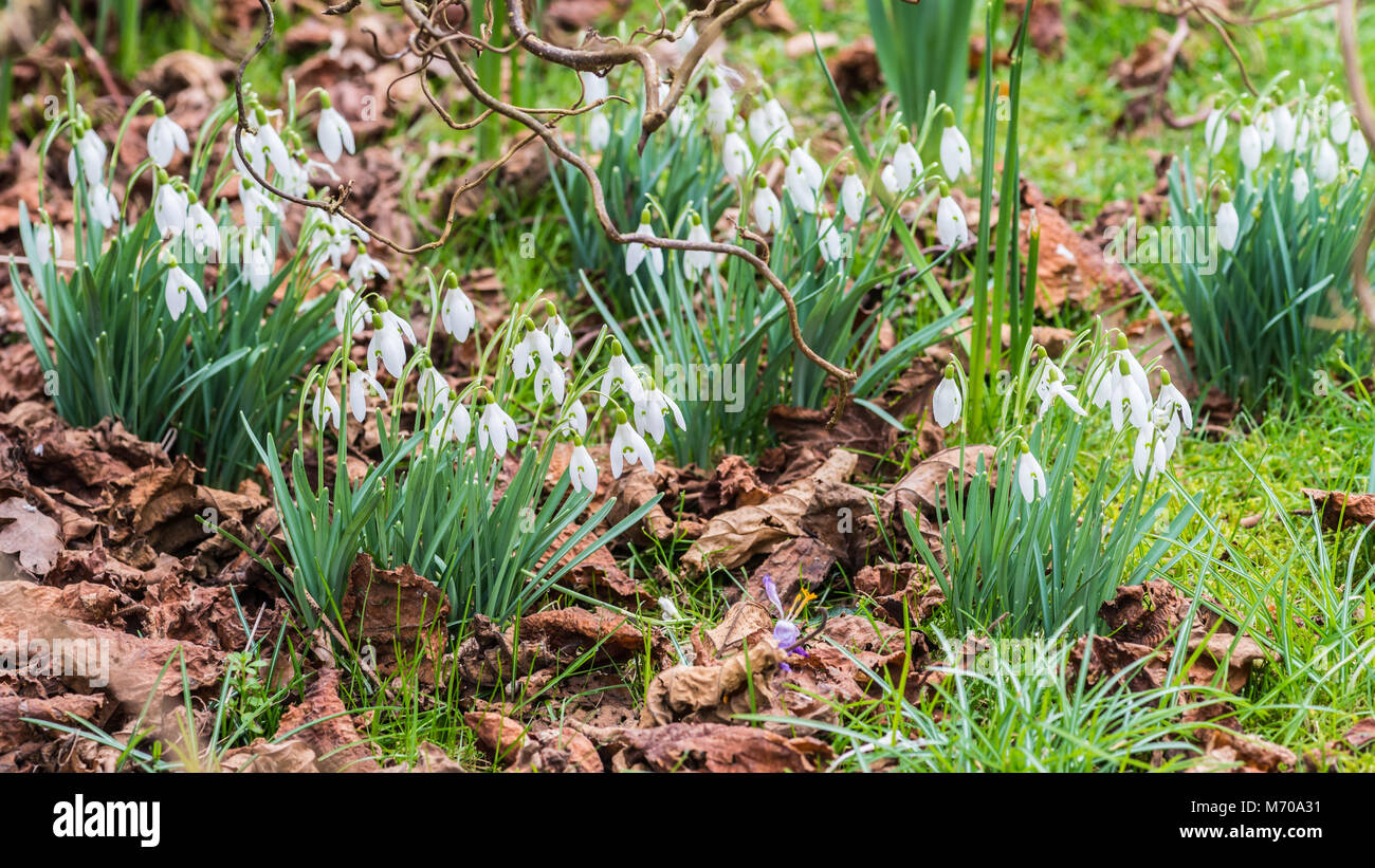 A shot of some clumps of snowdrops in a garden lawn Stock Photo - Alamy
