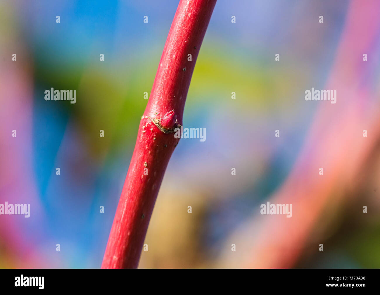 A macro shot of the bright red branches of an acer palmatum tree Stock ...