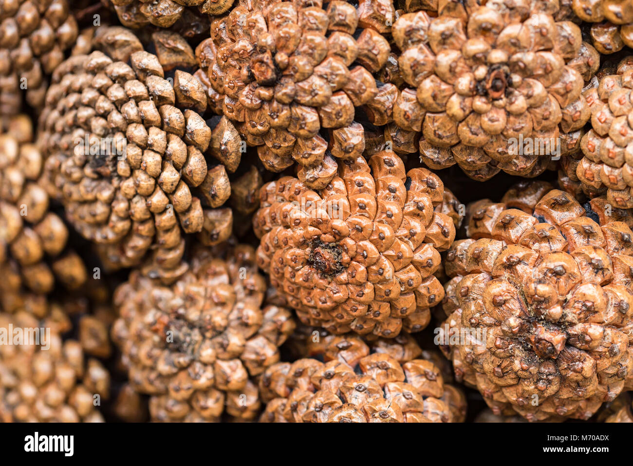Pine cones background Stock Photo - Alamy