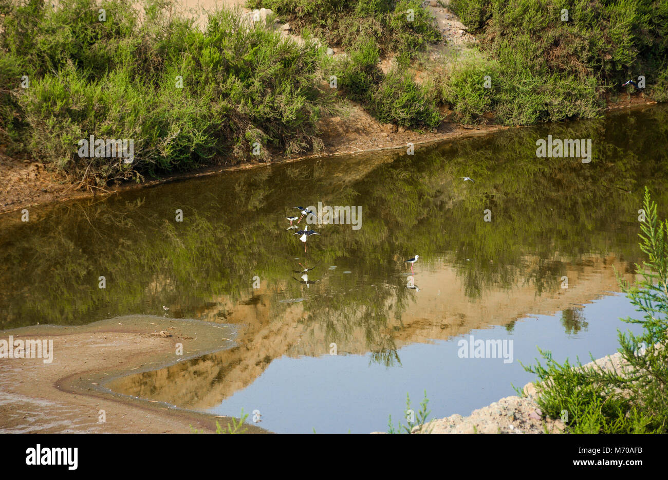 Saudi arabia desert birds hi-res stock photography and images - Alamy