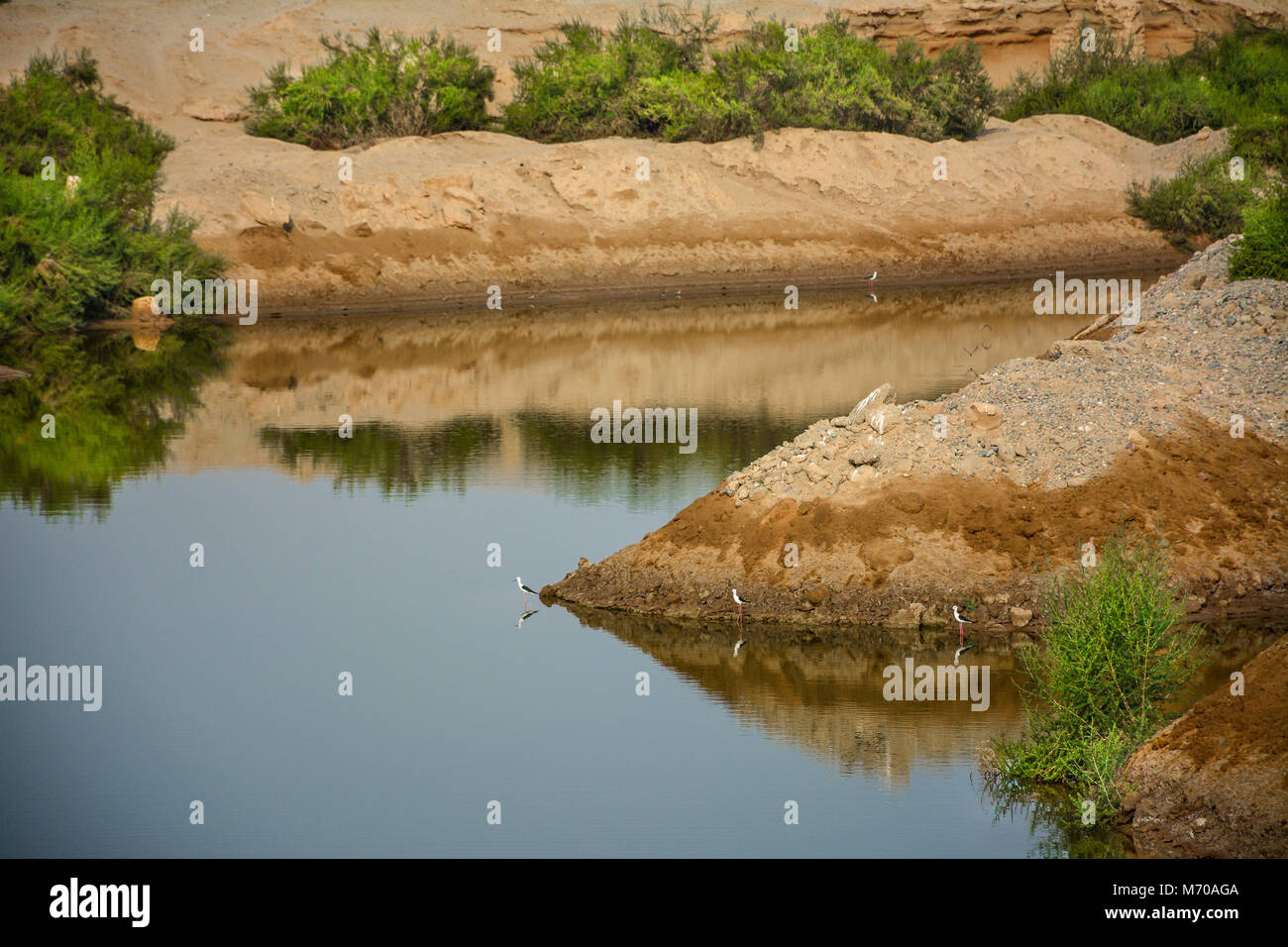 Saudi arabia desert birds hi-res stock photography and images - Alamy